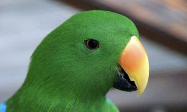 L'Eclectus, un perroquet hors-norme ! - Mon Perroquet et Cie