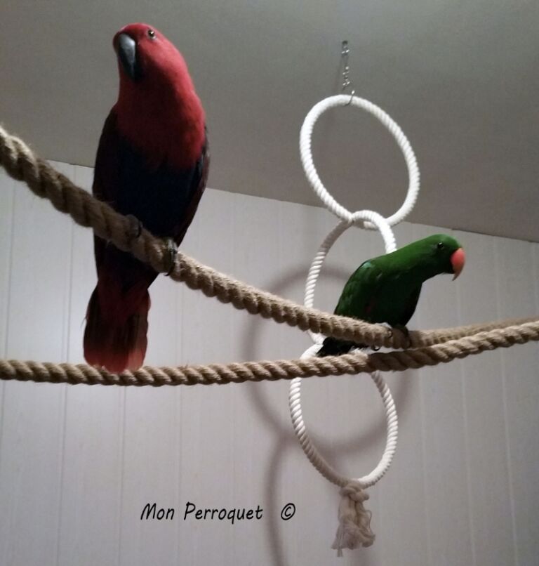 L'Eclectus, un perroquet hors-norme ! - Mon Perroquet et Cie