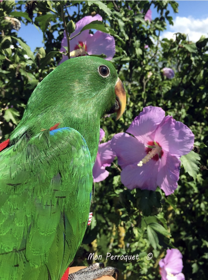 L'Eclectus, un perroquet hors-norme ! - Mon Perroquet et Cie