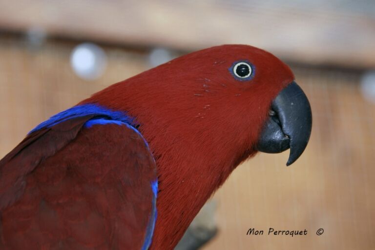 L'Eclectus, un perroquet hors-norme ! - Mon Perroquet et Cie