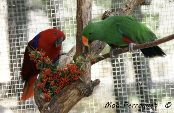 L'Eclectus, un perroquet hors-norme ! - Mon Perroquet et Cie