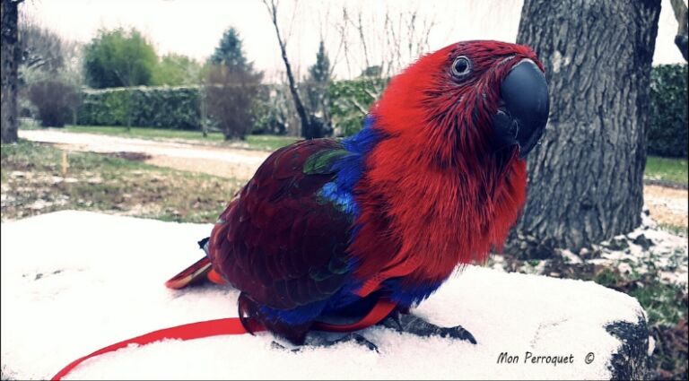 L'Eclectus, un perroquet hors-norme ! - Mon Perroquet et Cie