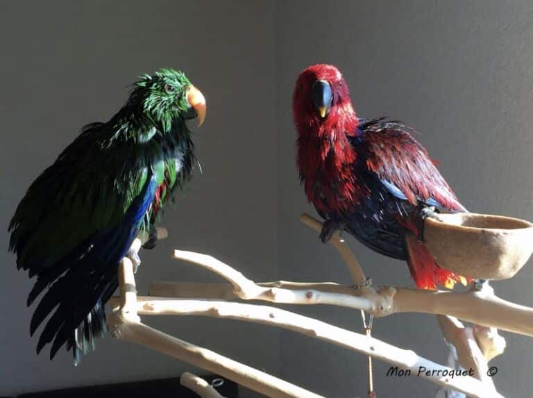 L'Eclectus, un perroquet hors-norme ! - Mon Perroquet et Cie