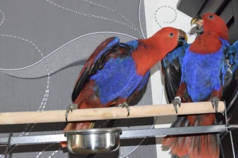 L'Eclectus, un perroquet hors-norme ! - Mon Perroquet et Cie