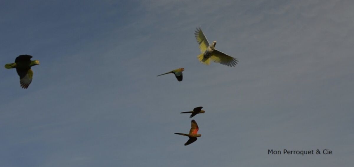 Les perroquets et le vol libre - Mon Perroquet et Cie