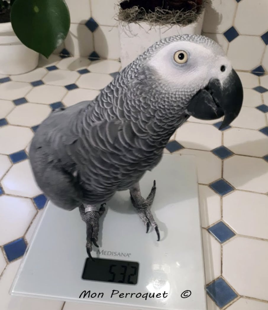 Les oiseaux et l'entraînement médical - Mon Perroquet et Cie